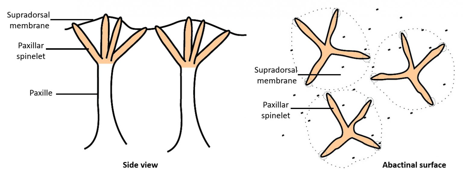 Paxille2 – Marine Biology Lab