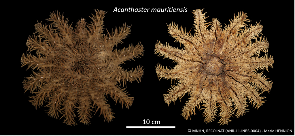 Acanthasteridae – Marine Biology Lab